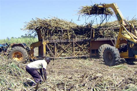 Sugar Cane In Kenya