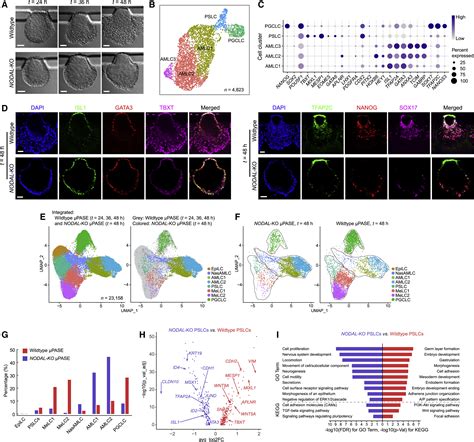 Single Cell Analysis Of Embryoids Reveals Lineage Diversification Roadmaps Of Early Human