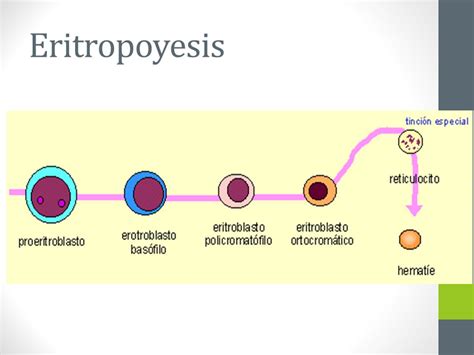 fisiologia de la sangre ppt video online descargar