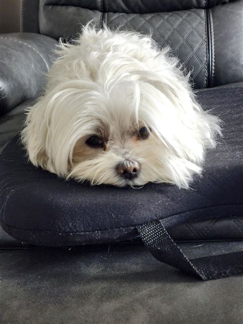 Sleepy Bad Boi Scrolller