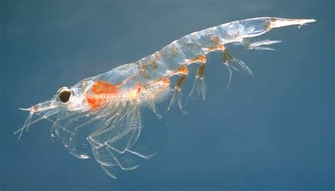 What Do Krill Eat Diet And Facts