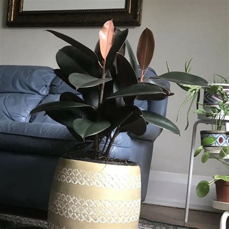 beautiful large ficus elastica plant bunz