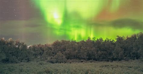 숲 위의 녹색과 노란색 오로라 사진 Unsplash의 북극광 이미지
