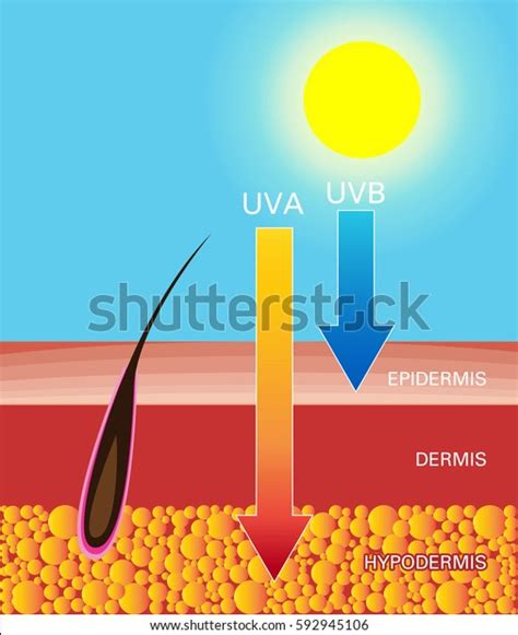 Skin Compare Protect Both Uva Uvb Stock Vector Royalty Free 592945106 Shutterstock