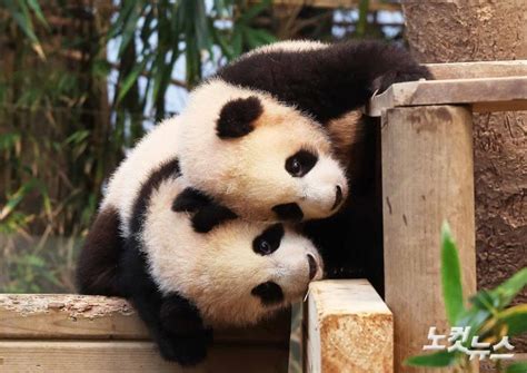 쌍둥이 판다 루이바오 후이바오 노컷뉴스