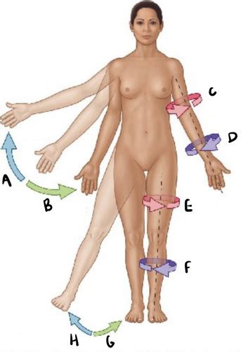 Anatomy Lab Exam 1 Flashcards Quizlet