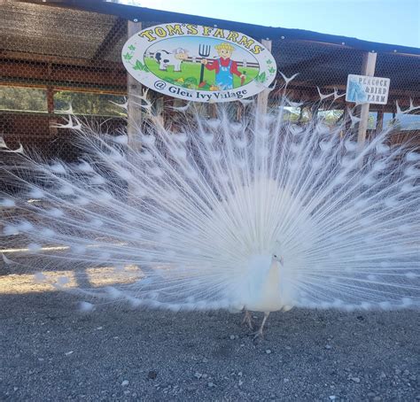 Attractions Toms Farms Amusement Park Temescal Valley