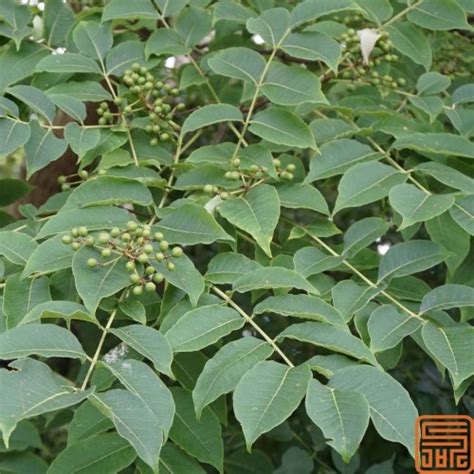 Phellodendron Bark Extract Berberine Hcl Hydrochloride 97 High Quality Phellodendron Bark