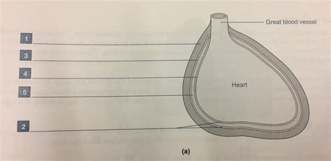 The Pericardium Diagram Quizlet