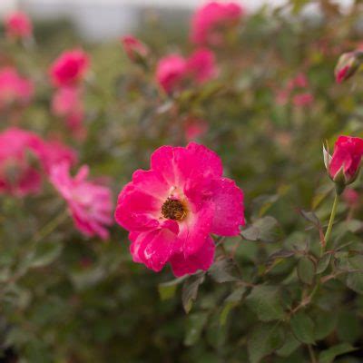 Roses Jeffries Nurseries