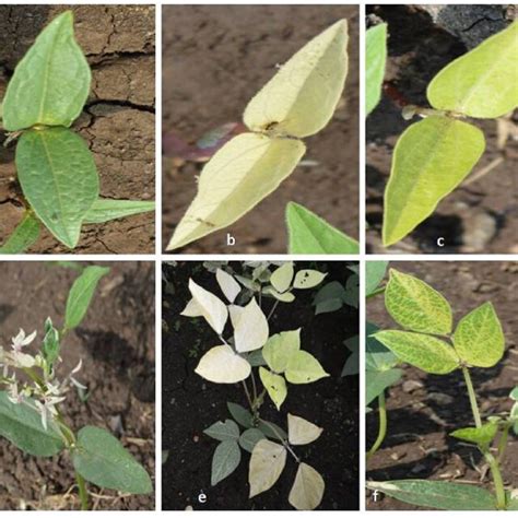 Useful Mutations A Top Bearing Mutant B Yellow Pod Mutant C Basal