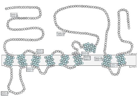 Structure Of The Ps 1 Protein Showing Exon Boundaries And Likely Download Scientific Diagram
