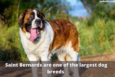 13 Badass Dog Breeds With Photos Scary Tough Oodlelife®