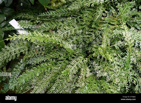 Asplenium Prolongatum Botanischer Garten Heidelberg Germany