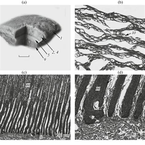 Karyotypes Of 3 Gray Whale Individuals 1f Female Embryo 2f Mother