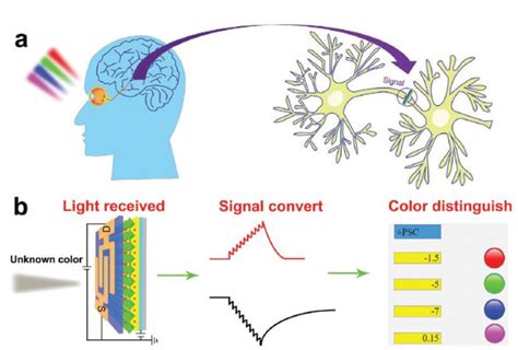 A Schematic Of Human Visual System B Process Of Light Receiving