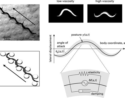 Neural Circuit That Bends The Worm Excitatory Motor Neurons Db Vb Download Scientific