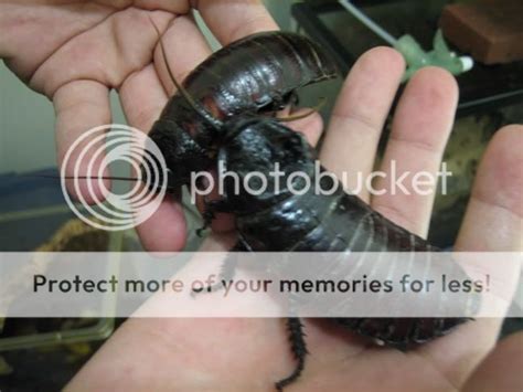 G Grandidieritiger Hissing Cockroach Page 2 Arachnoboards