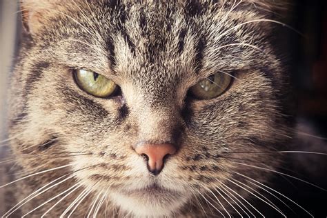 10 000 Tête De Chat Banque Dimages Et Photos Libres De Droit