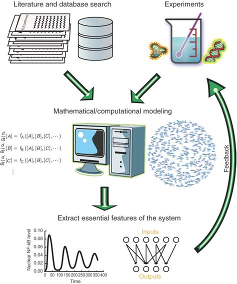 Schematic Picture Of Mathematical Modeling Approaches To Toll Like Download Scientific Diagram