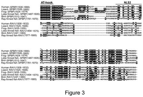 Alignment Of The Novel Nucleosome Binding Region Of Spbp And The