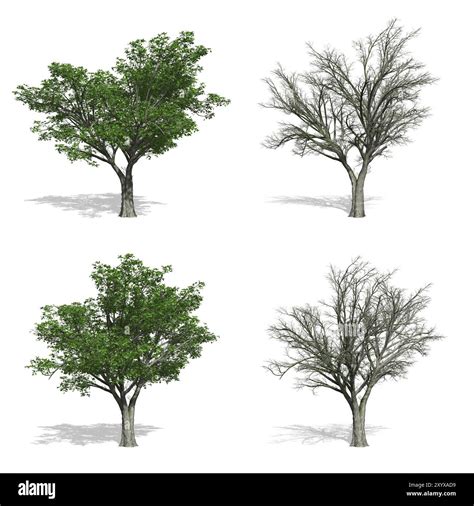 Elm Trees Isolated On White Background Stock Photo Alamy