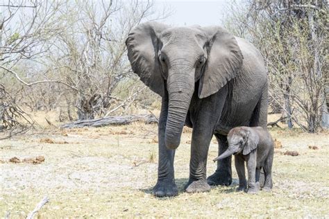 Mother Babe By David Northall Wall Art