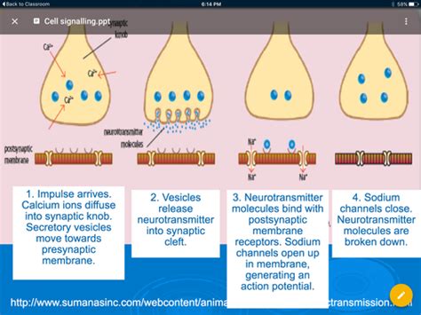 Cellular Signalling Powerpoint Flashcards Quizlet