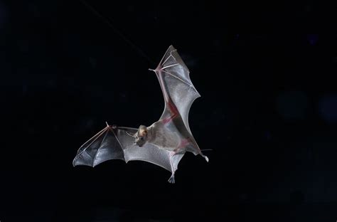 Migratory Bats Tracked For The First Time Ever Using New Algorithm Bes