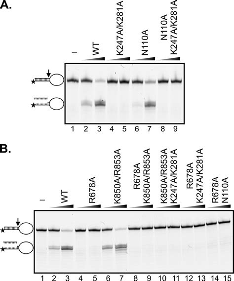 Mutations In The Hhh Domain Of Ercc1 And The Nuclease Domain Of Xpf