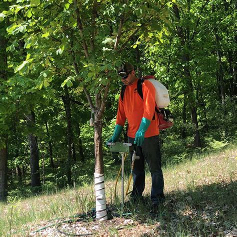 Deep Root Feeding Services Parshall Tree Care Experts