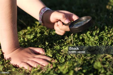 돋보기로 잔디를 보고 있는 어린 소년 미취학 아동이 돋보기로 자연을 탐험하고 있다 숲속의 호기심 많은 아이들 귀여운에 대한 스톡 사진 및 기타 이미지 Istock