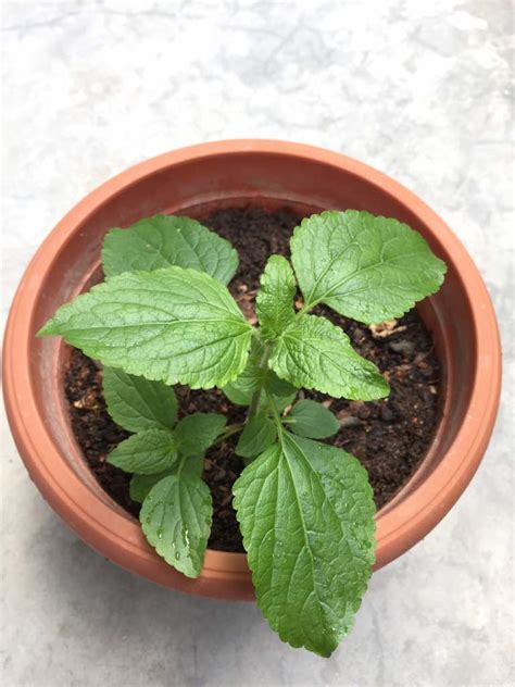 Plant Identification Perilla Or Catnip Gardening And Landscaping Stack