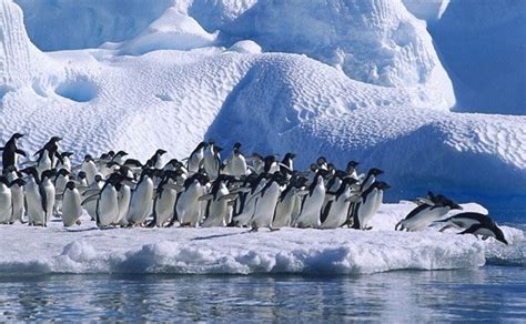 Животните и растенията