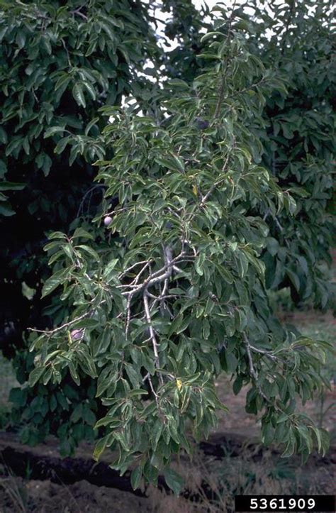 Prune Dwarf Virus Alchetron The Free Social Encyclopedia