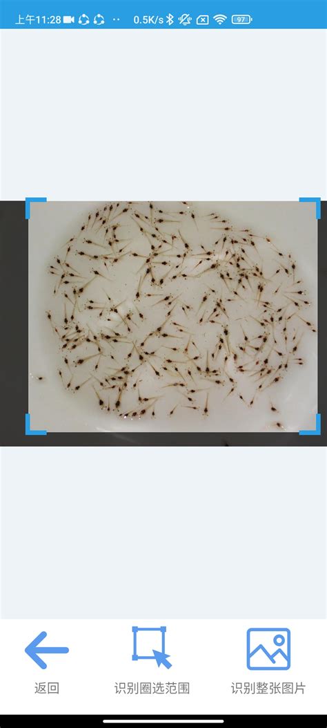 手机虾苗计数 csdn博客