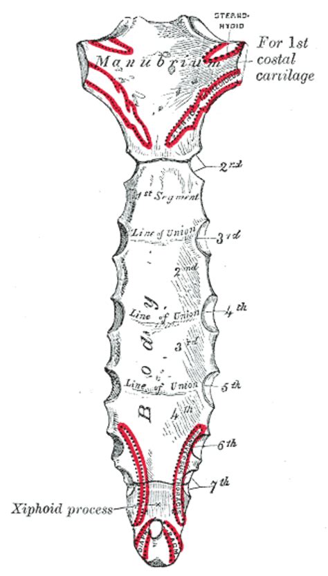 Xiphoid Process