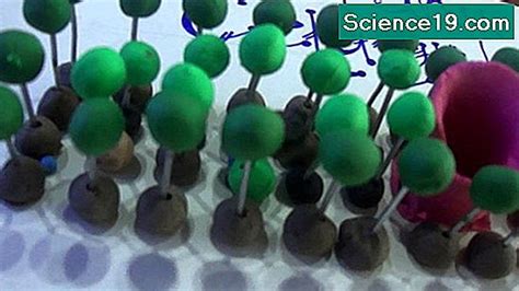 Membrana Plasmatică Definiție Structură și Funcție Cu Diagrama 💫