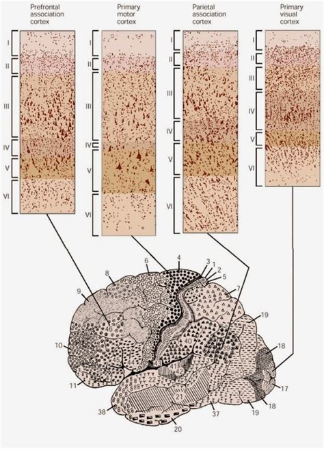 9 The Six Layers Of The Gray Matter In Different Locations Adapted Download Scientific