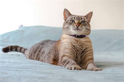 Preguntas más comunes sobre los gatos y sus respuestas Conociendo a