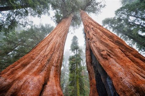 Секвойя Вечнозеленая, или красная (Sequoia sempervirens)