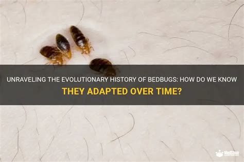 Unraveling The Evolutionary History Of Bedbugs How Do We Know They