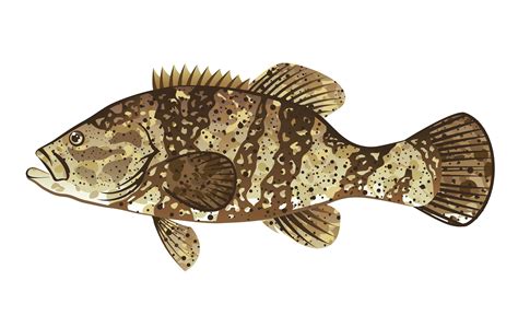 All About The Atlantic Goliath Grouper