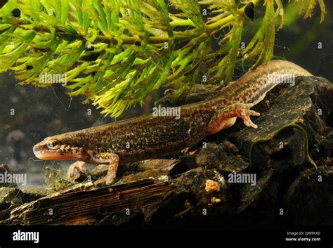 The Smooth Newt European Newt Northern Smooth Newt Or Common Newt Is
