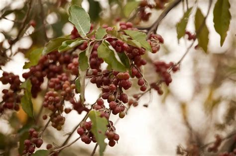 Elaeagnus Shrub Care Tips On Growing Elaeagnus Russian Olive
