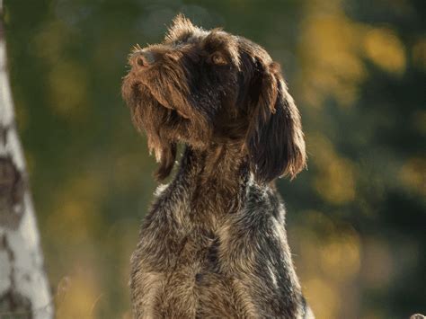 Real Time Voice Control On Website Using Alexa Flask Python And Firebase Sparshik Technologies