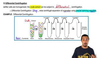 What Is The Main Purpose Of Differential Centrifugation Channels For Pearson