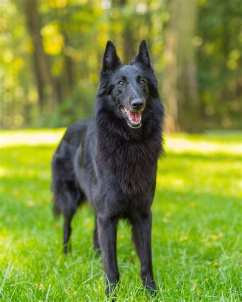 Long Haired Belgian Malinois Everything You Need To Know