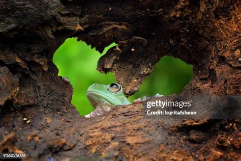 Frog Hole Photos And Premium High Res Pictures Getty Images