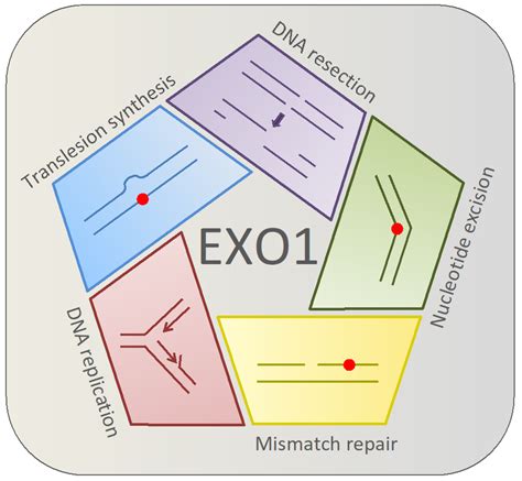 Ijms Free Full Text Human Exonuclease 1 Exo1 Regulatory Functions In Dna Replication With